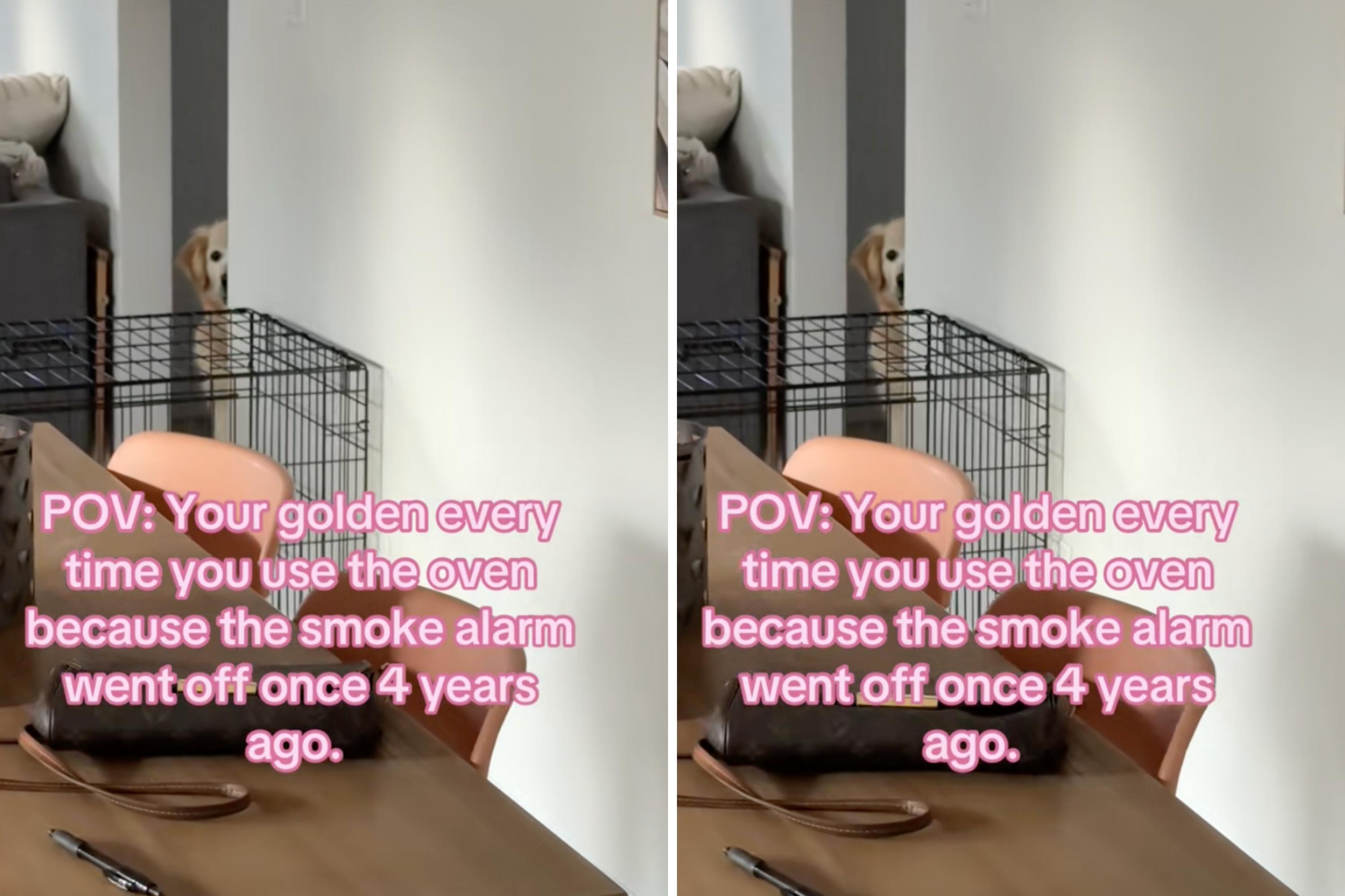 Retriever hears smoke alarm, what still happens 4 years on melts hearts