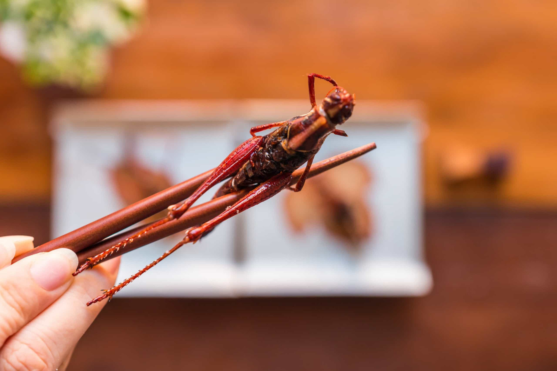 Here's why you should be eating more insects