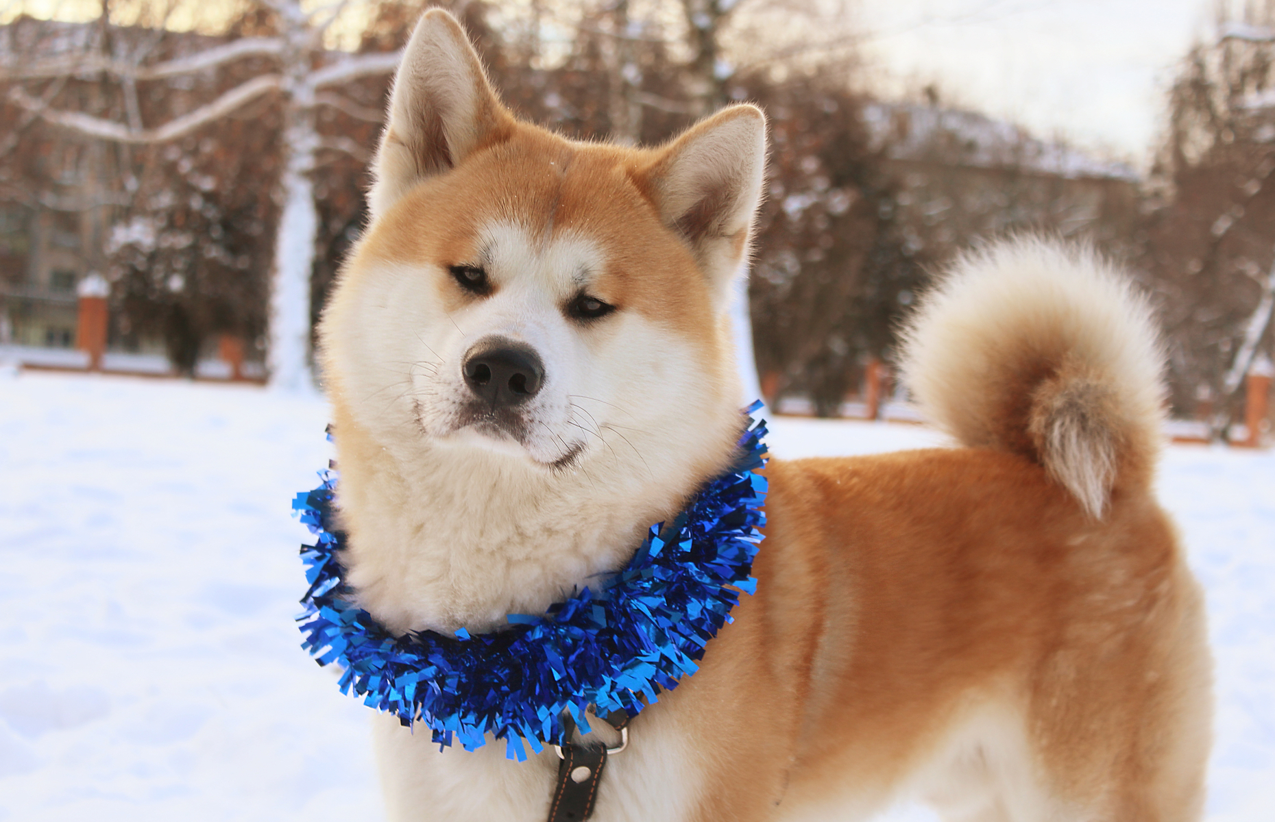 15 beautiful dog breeds from around the world