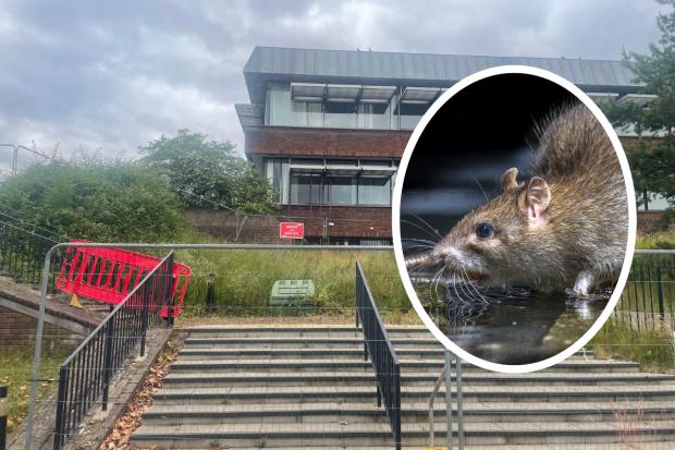 'I heard girl scream as rats invade derelict County Hall site and swim ...