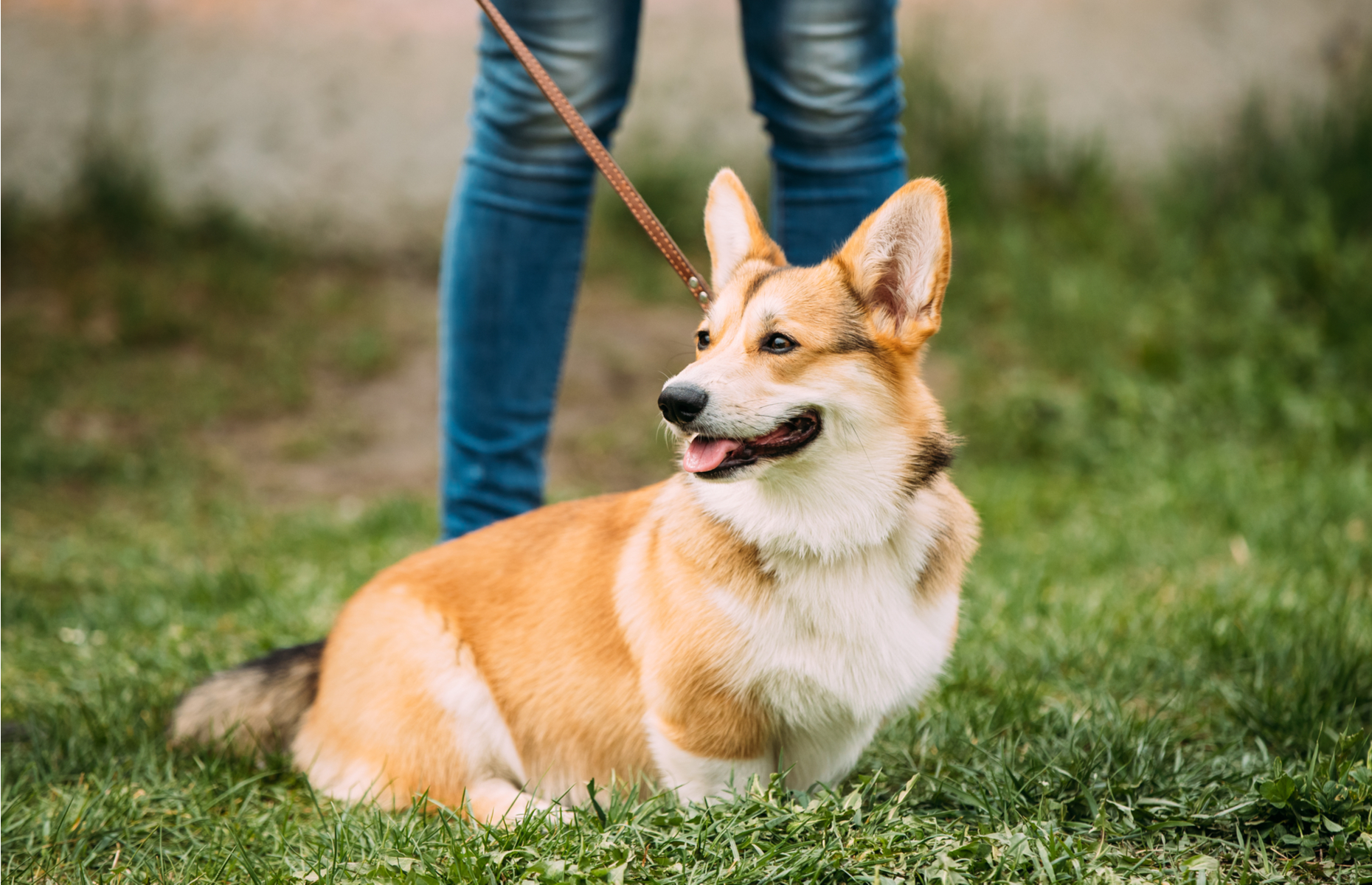 15 beautiful dog breeds from around the world