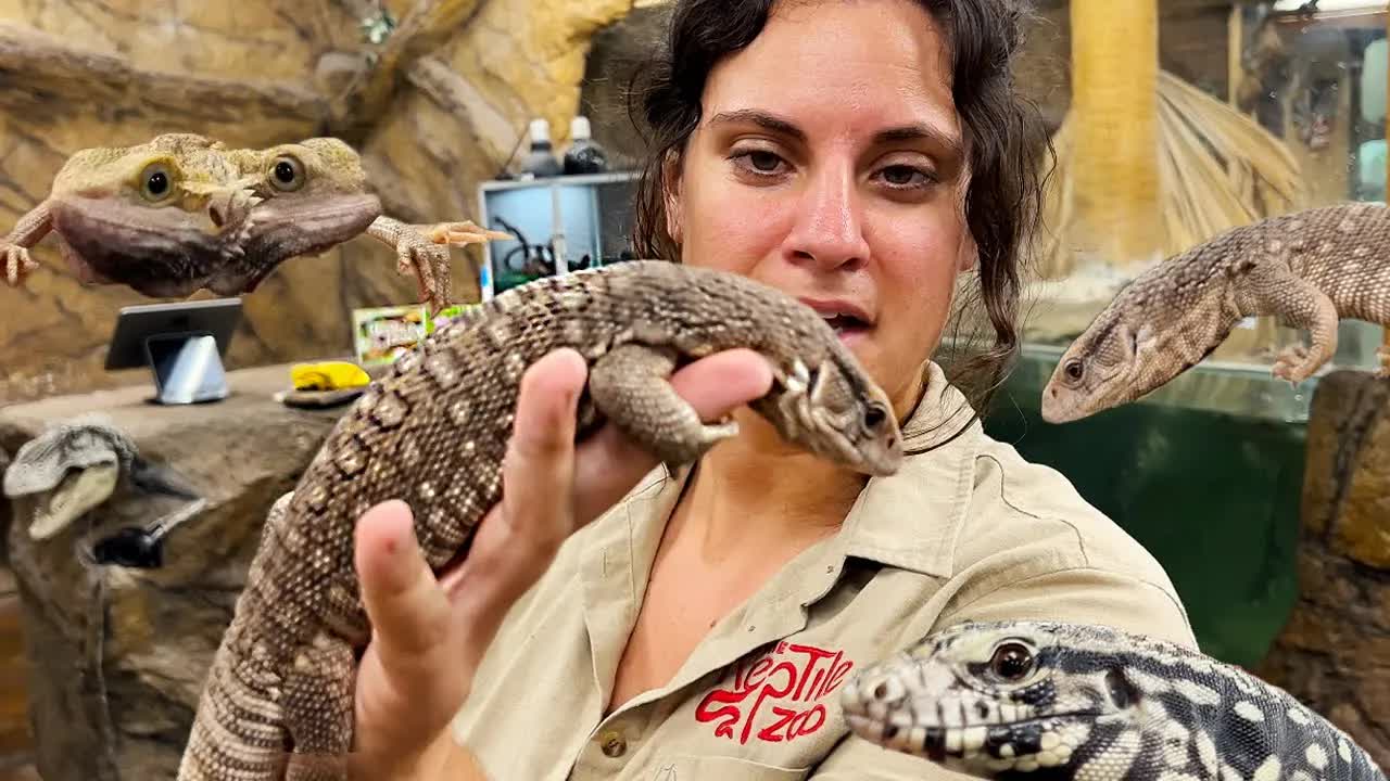 Savannah monitor, tegu feeding & two-headed bearded dragon!