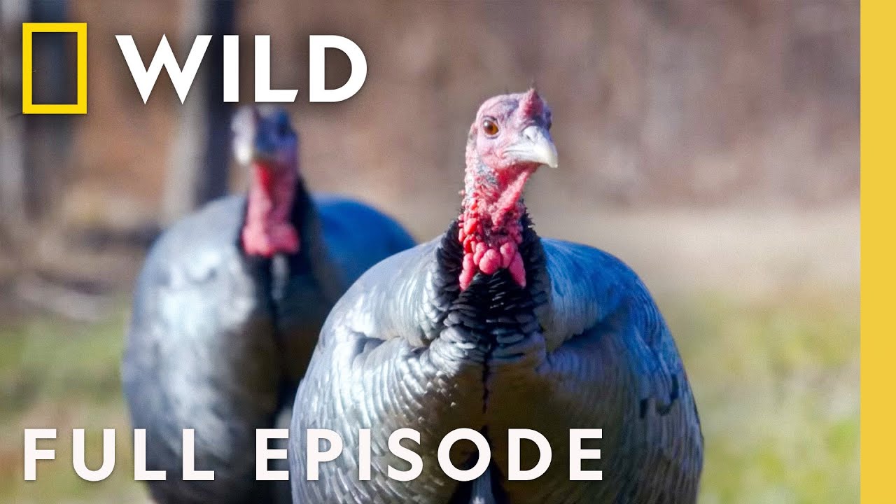 Turkeys in Disguise (Full Episode) | United States of Animals | Nat Geo ...