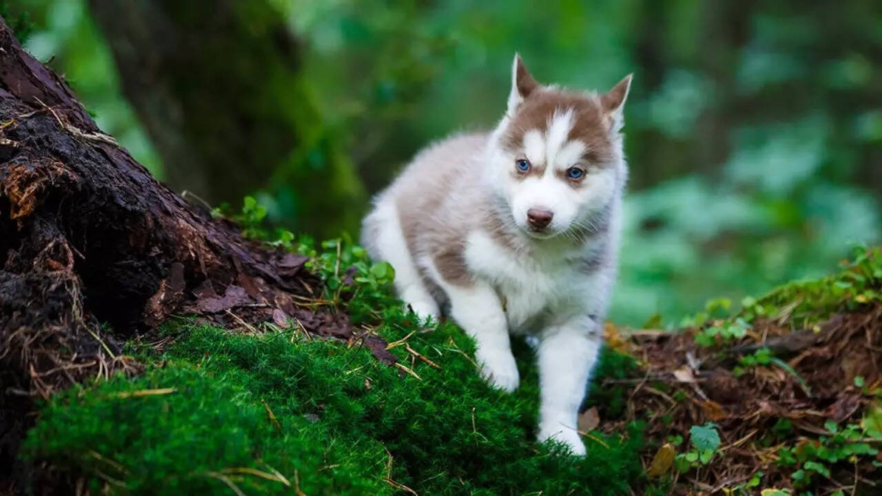 7 animals that can sense natural disasters before they strike ...