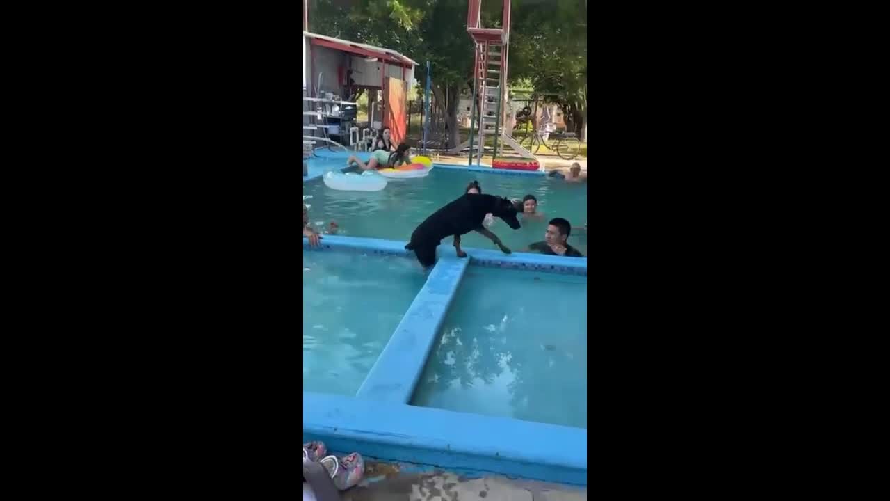 Dog accidentally steps on child while jumping into pool in Mexico