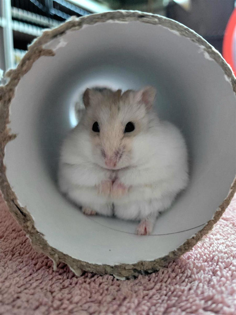 Watch: Obese hamster, Angel Delight, hits the wheel in workout video in ...