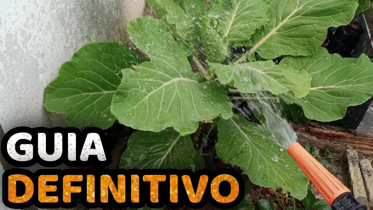 8 Dicas Infalíveis para Cultivar Couve com Sucesso