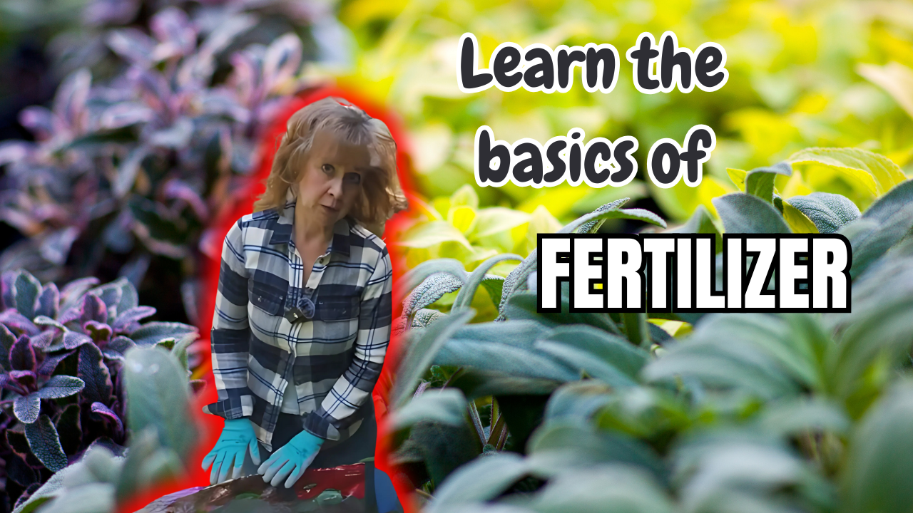 Beginner’s Guide to Fertilizing Your Outdoor Plants & Flowers