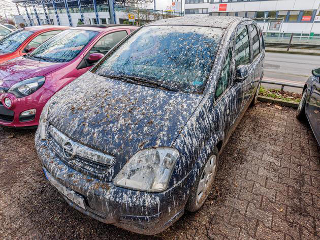 Vogelkot In Lack Gefressen
