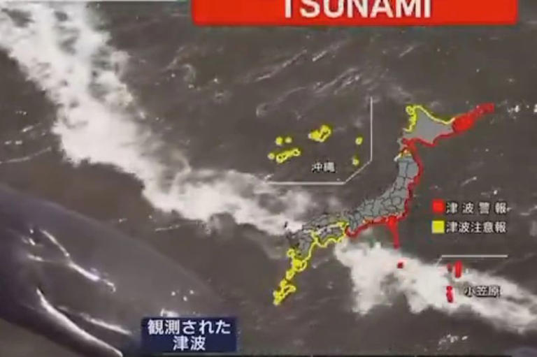 Hawaii tsunami triggers mass evacuations as whales wash ashore after 8. ...