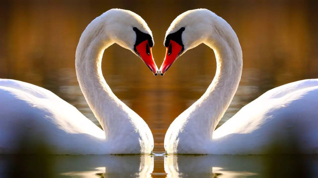 5 animals that mate for life and stay loyal forever