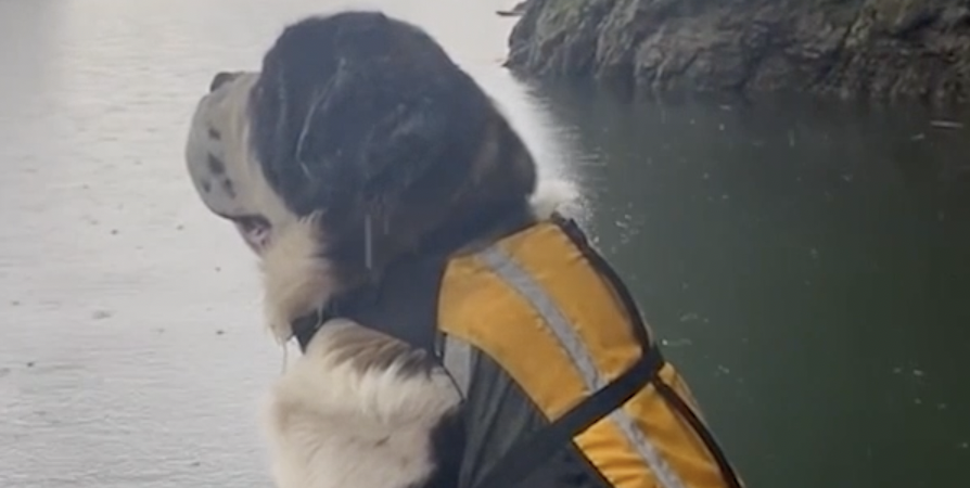 Brody the Saint Bernard Sets Off on a Kayak Adventure