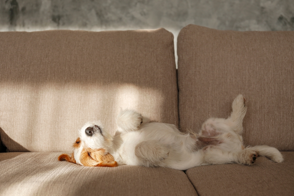 This Common Item Might Poison Your Dog