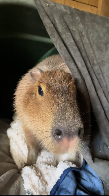 Pumpkin the Capybara Hates Cold Mornings – Relatable and Adorable