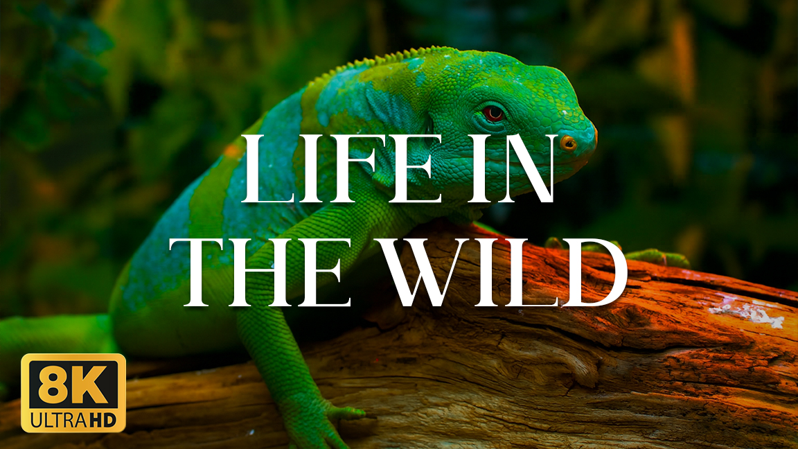 A Closer Look at Life in the Wild – Captured in 4K