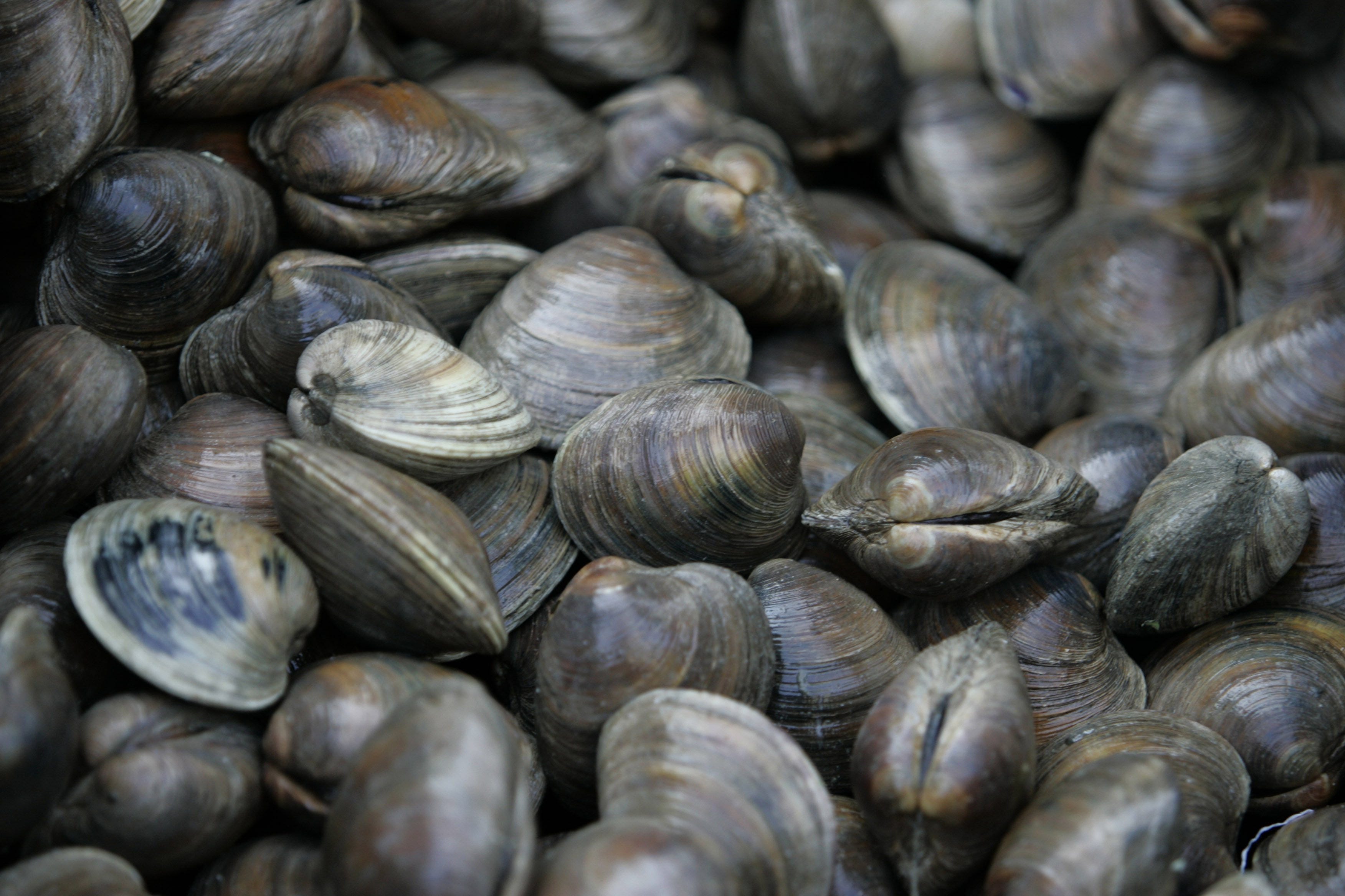 High fecal bacteria count sparks shellfish harvest suspension near ...