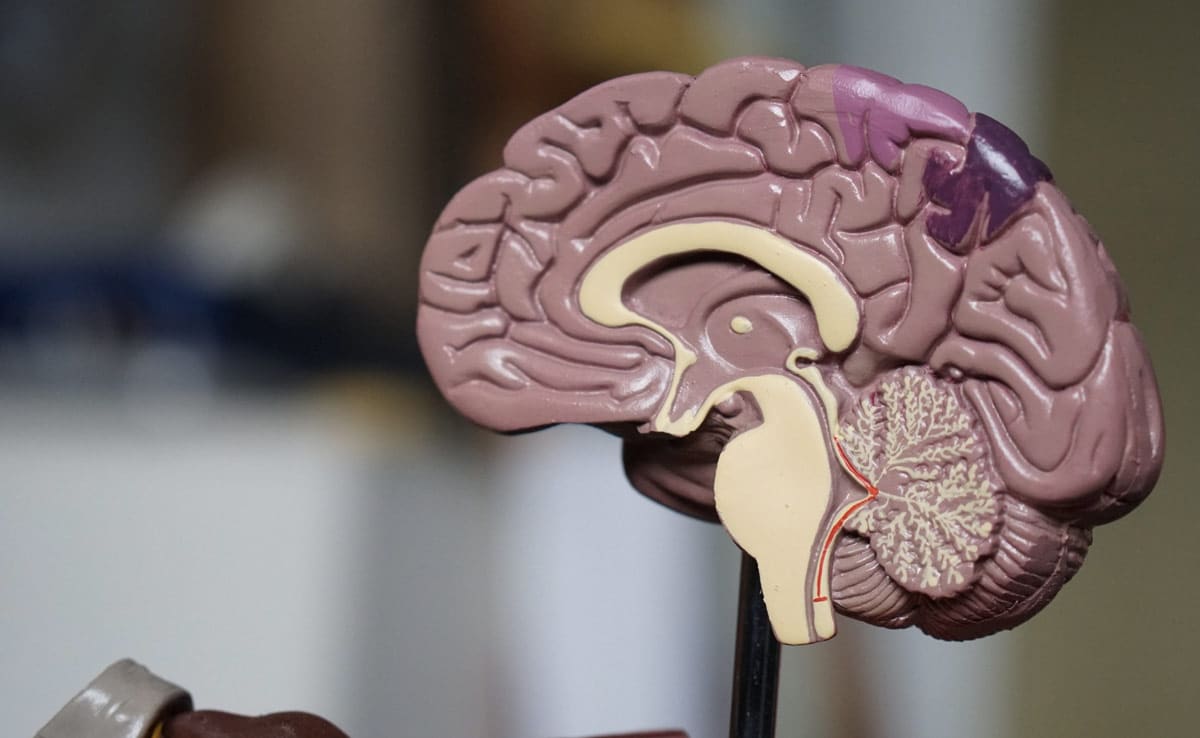 Can magnesium deficiency increase dementia risk? Here's the link decoded