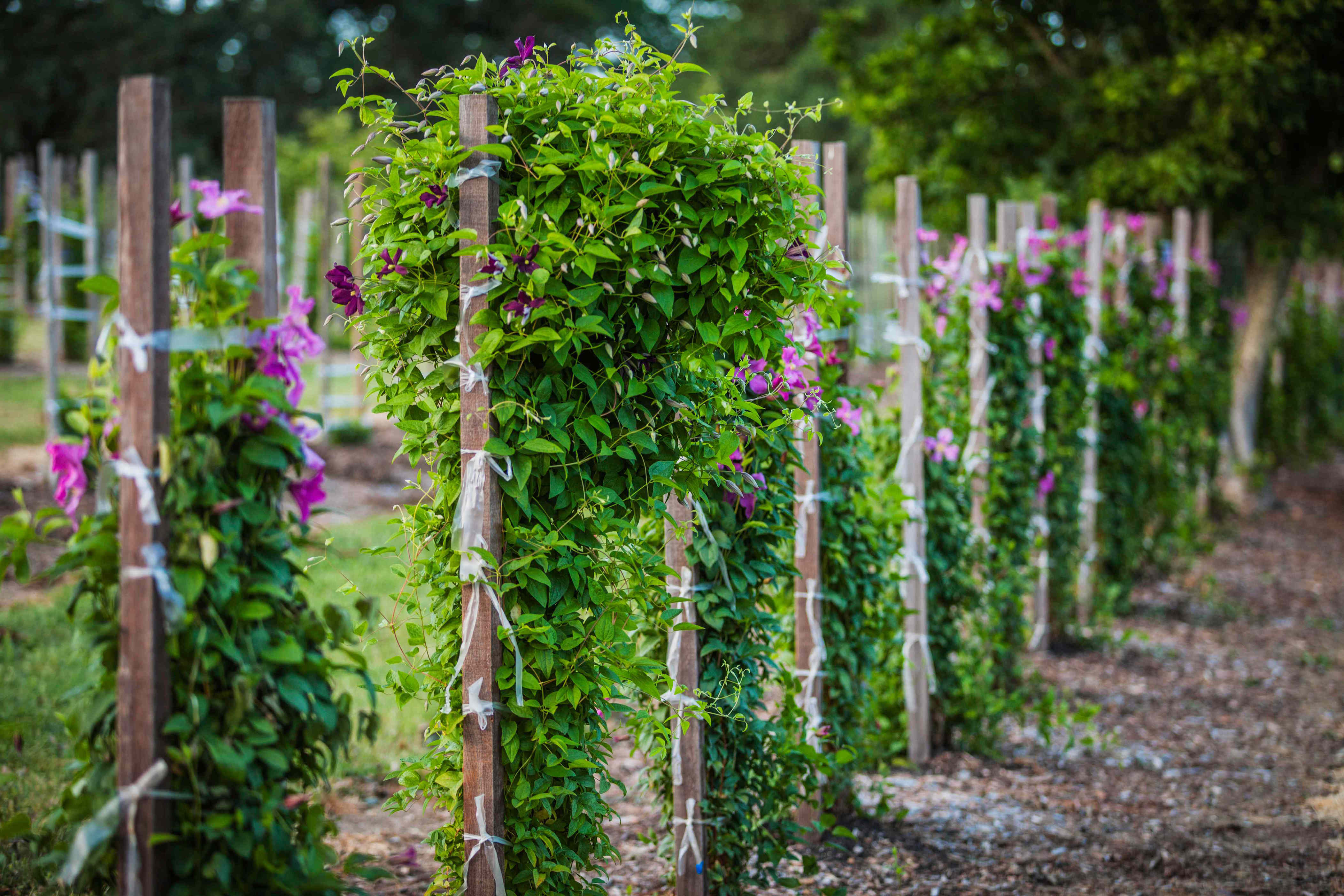 6 Mistakes You're Probably Making When Staking Your Plants—Plus How to ...