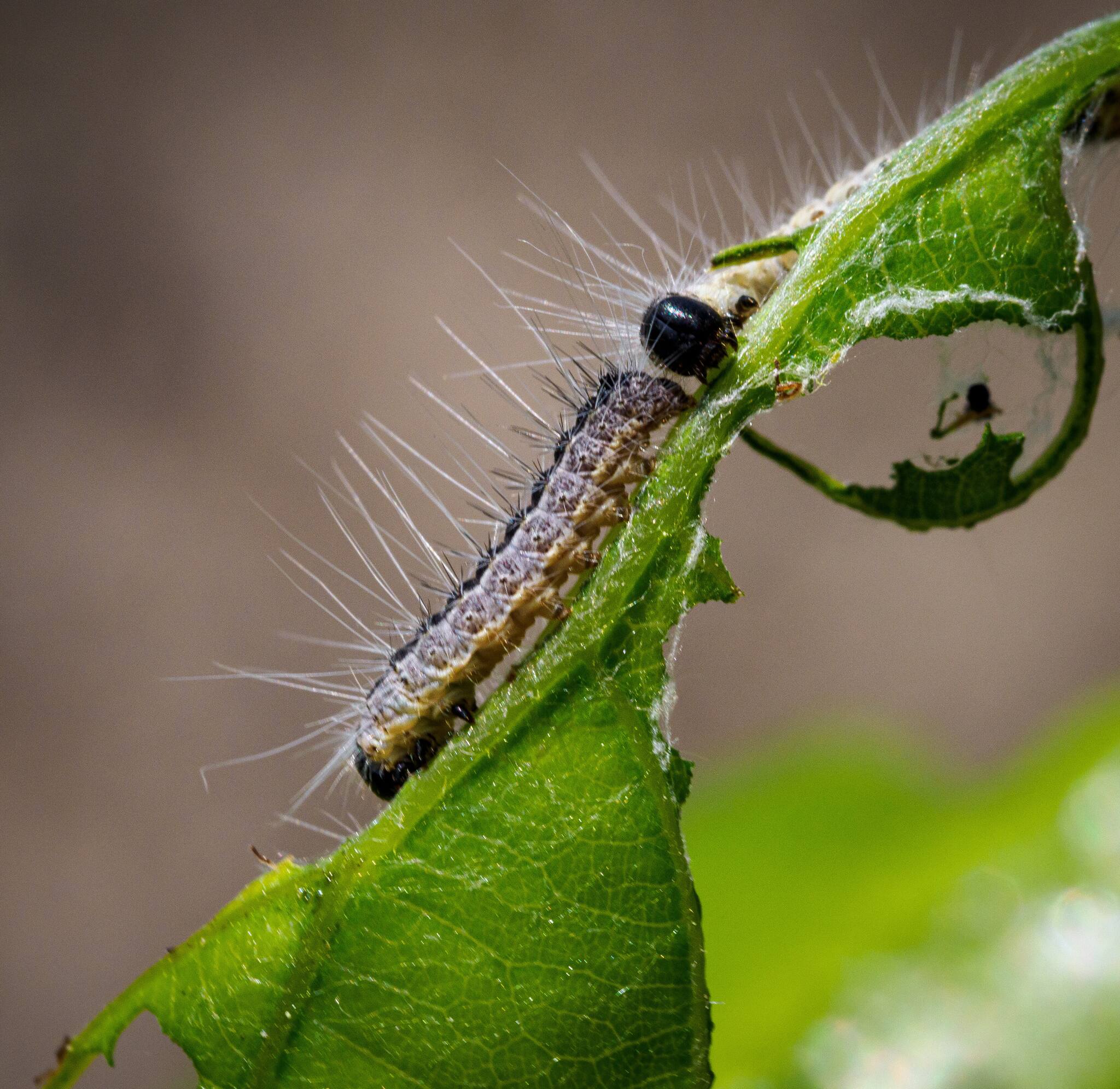 Eichenprozessionsspinner in Sachsen: Hier breitet sich die giftige ...