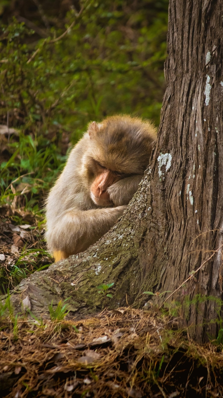 Unbelievable monkey facts you probably didn’t know
