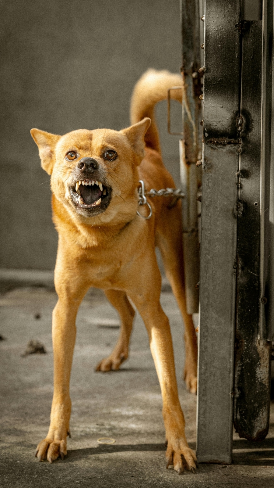 Myths about dog aggression