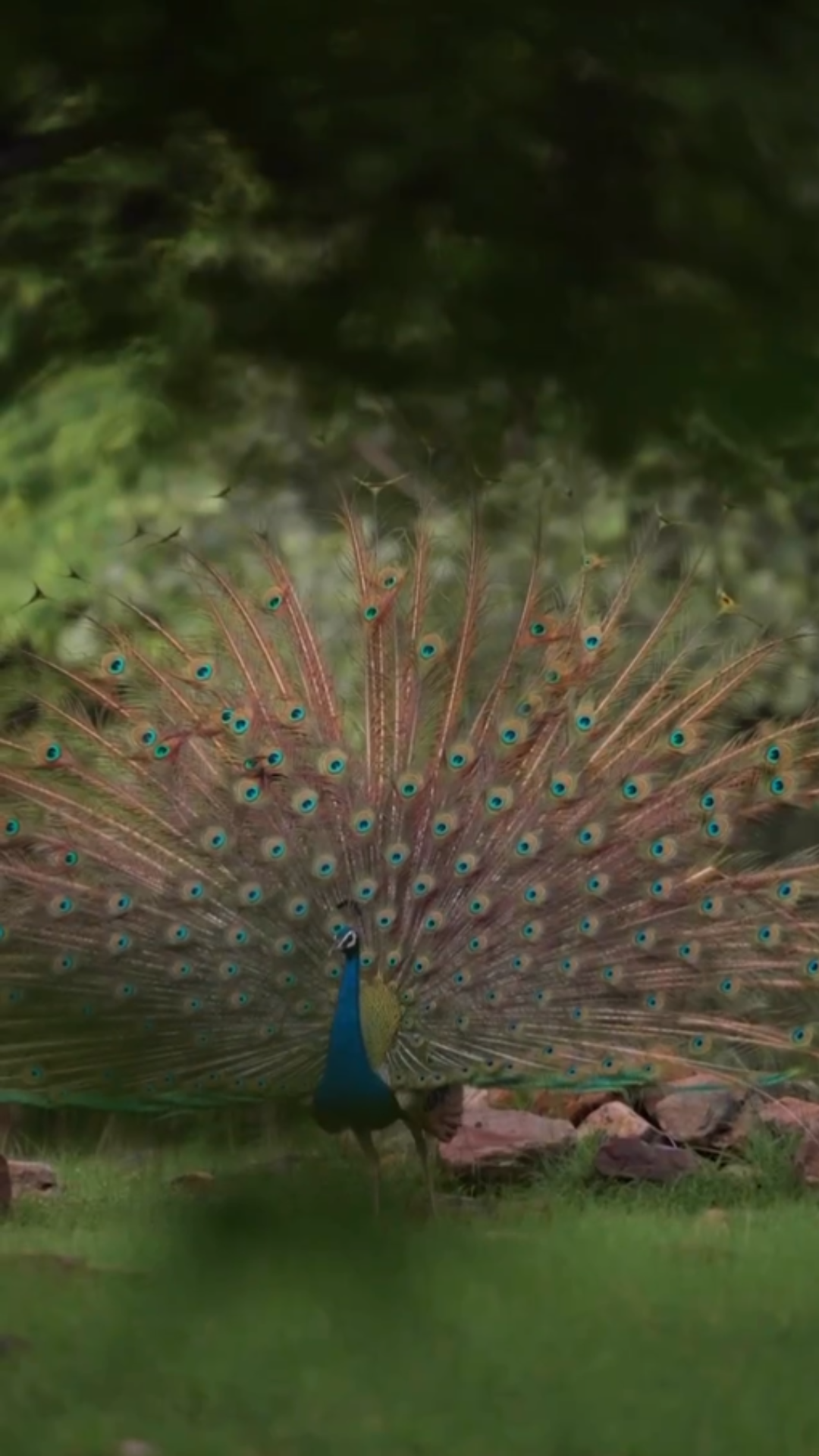 Dancing in Harmony With Nature