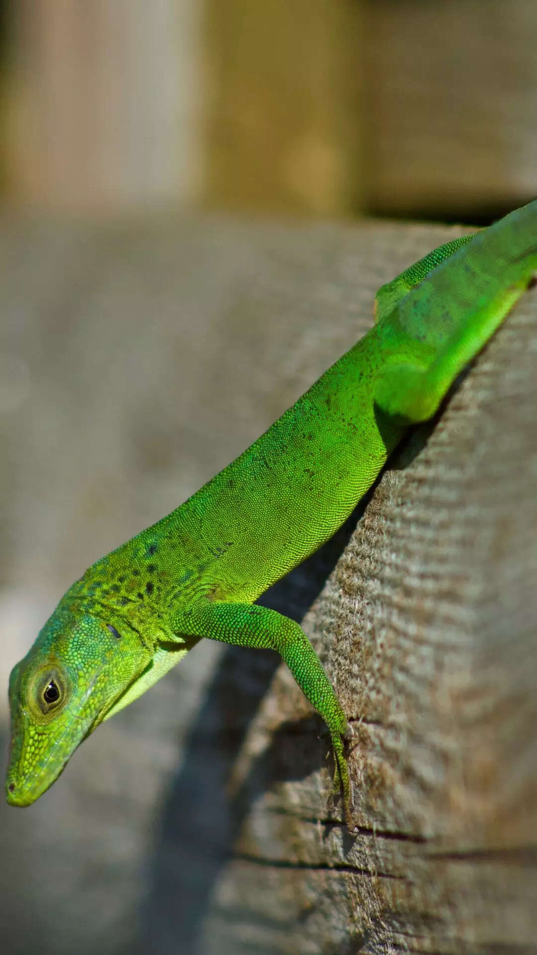 9 animals that can regrow their body parts