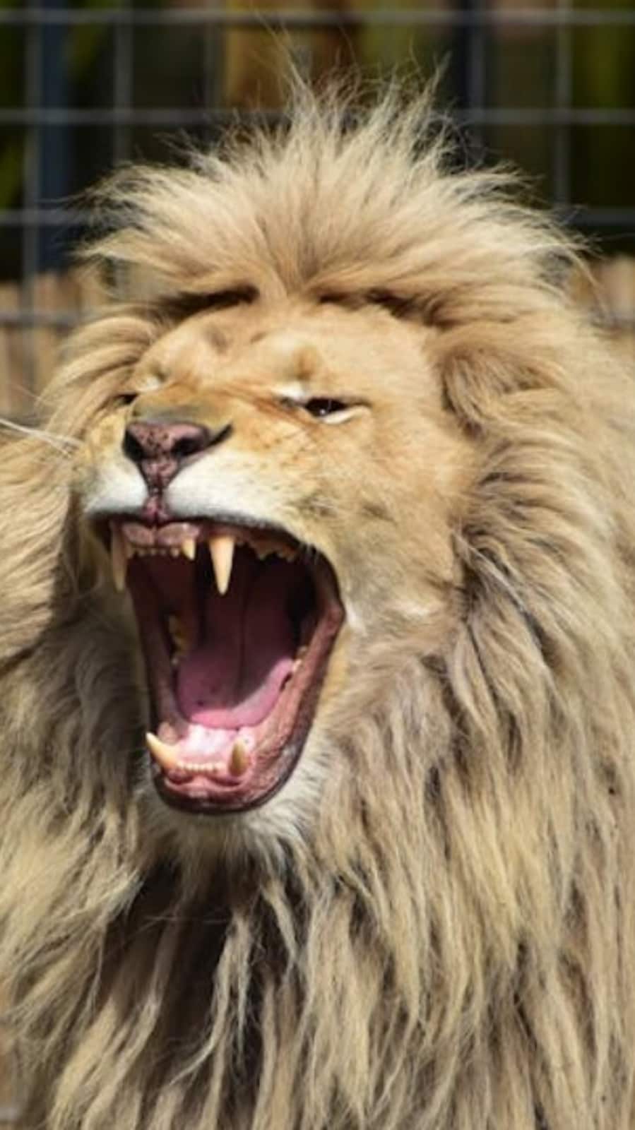Wild facts you didn’t know about lions