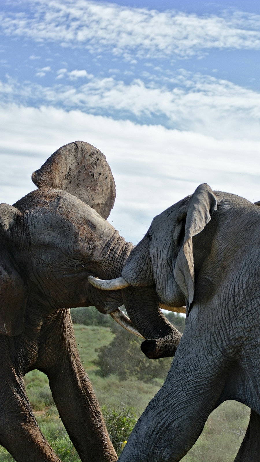 Surprising facts about elephants you didn’t know