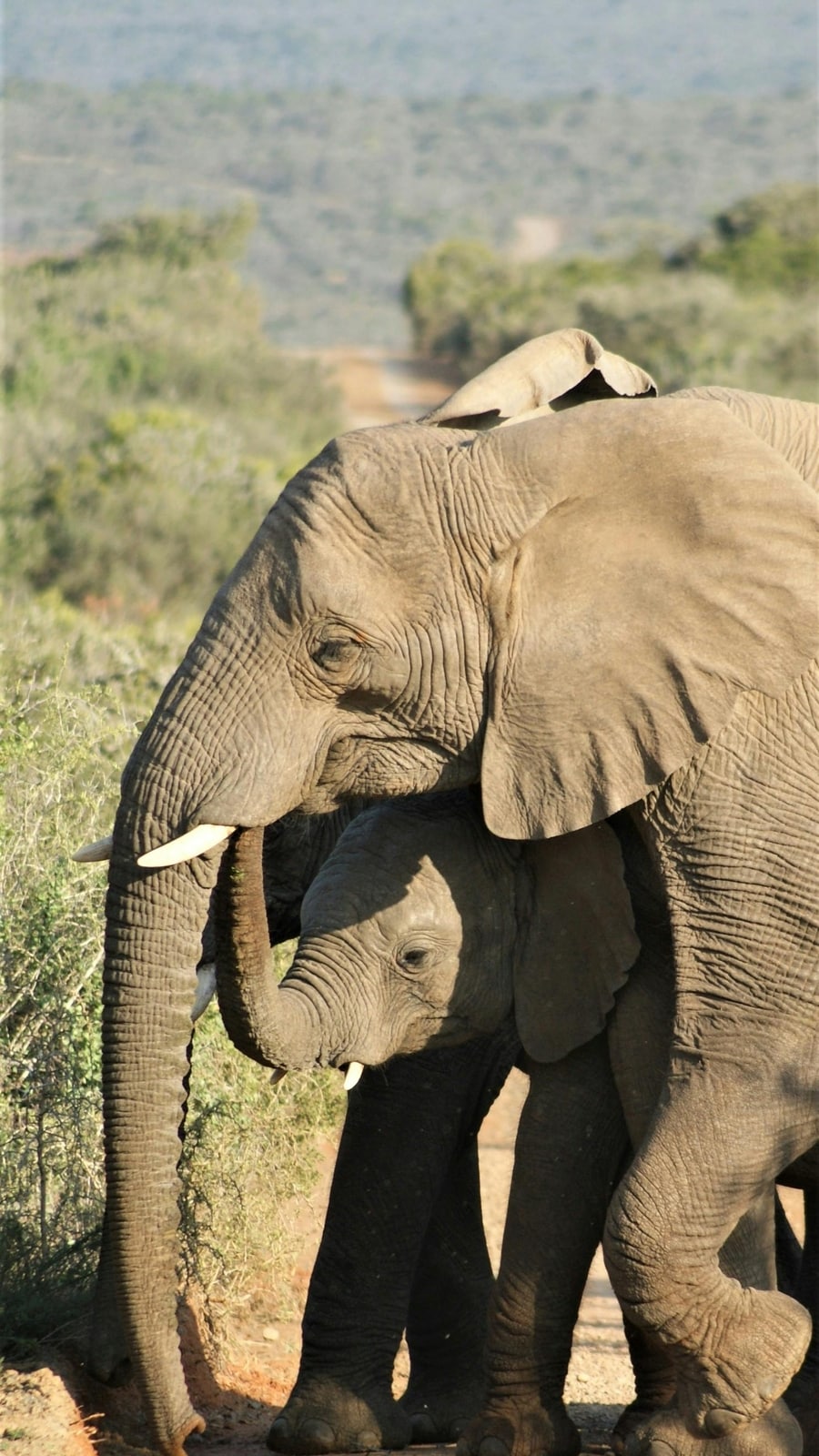 Surprising facts about elephants you didn’t know
