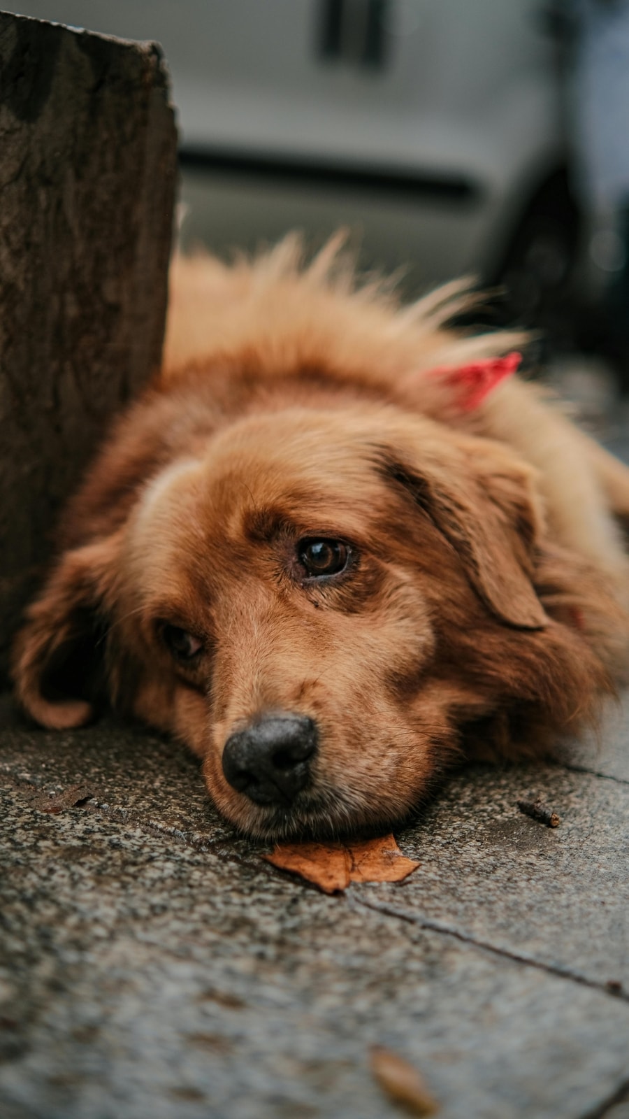 Common dog training mistakes to avoid