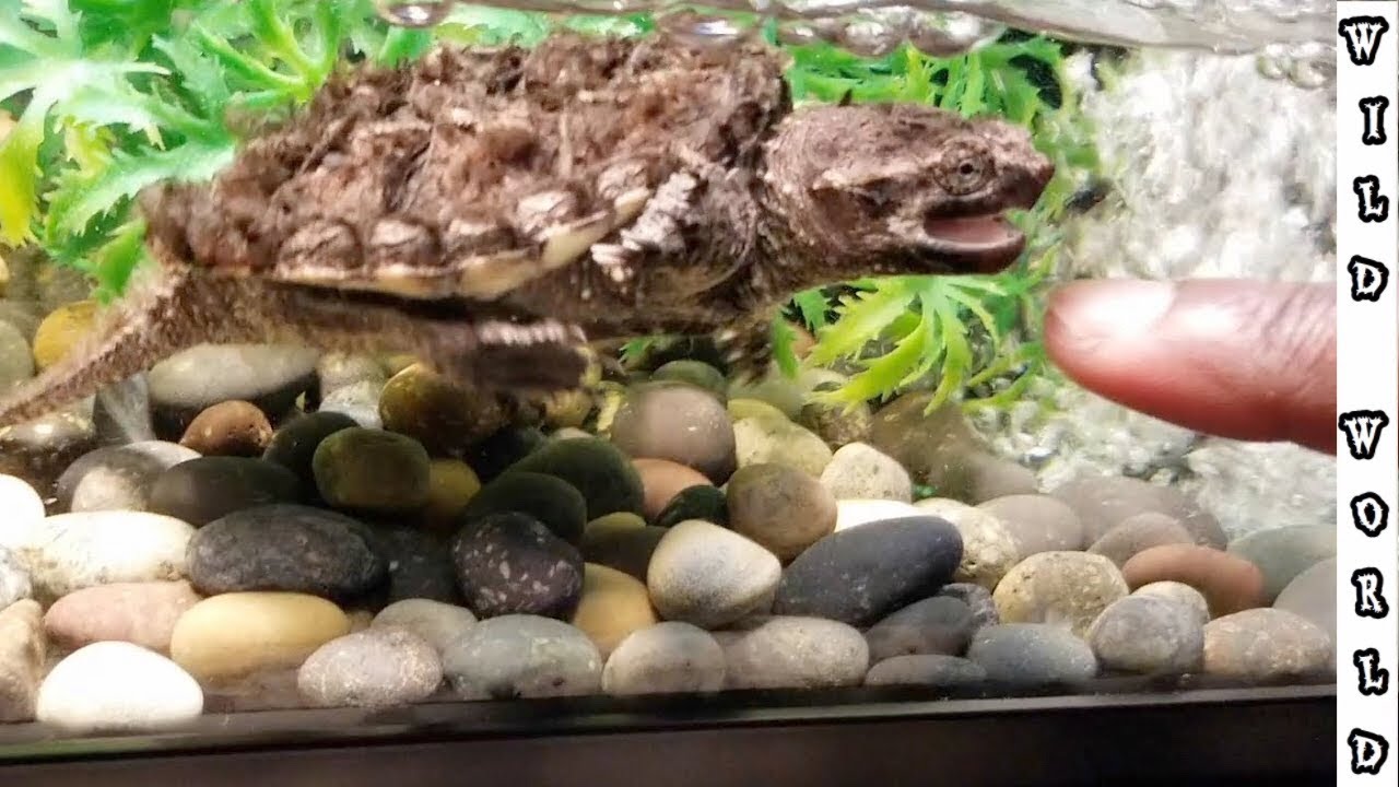 Ultimate Fish Feeding! Every Tank & Pond at Joey Slay Em’s