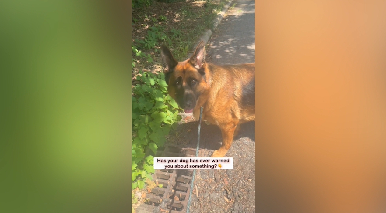 Spooked German Shepherd Alerts Owner To Problem In The Drain