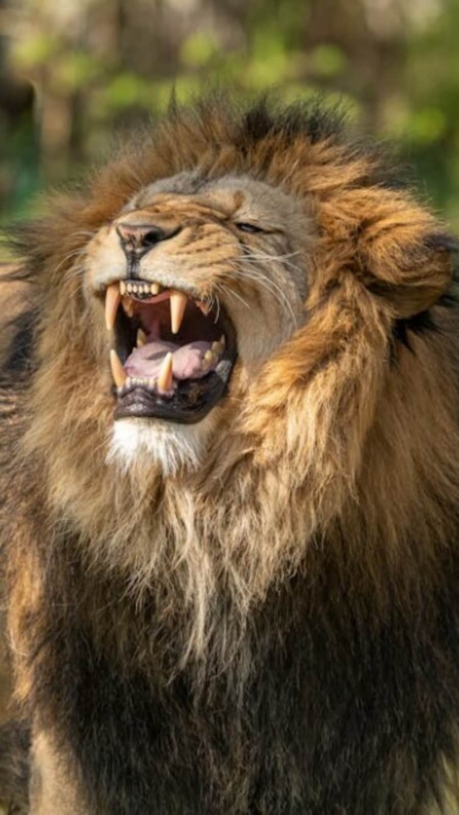 Wild facts you didn’t know about lions