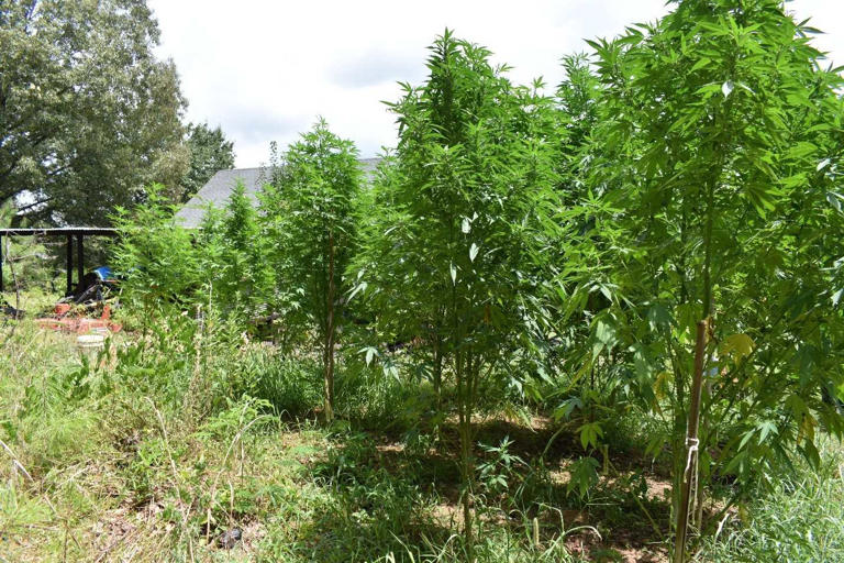 Arrest made after 26 marijuana plants found growing in Concord area