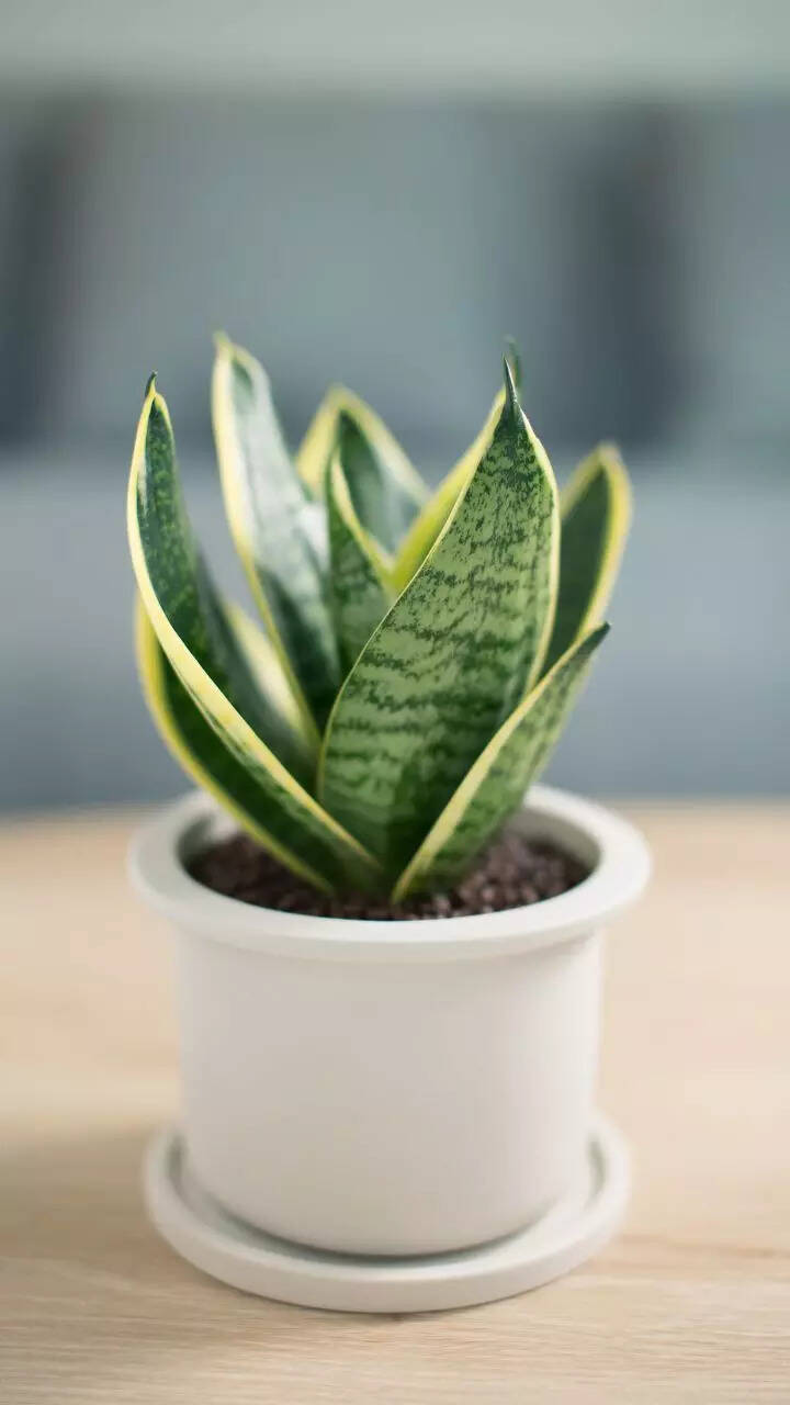 8 air-purifying plants for your home