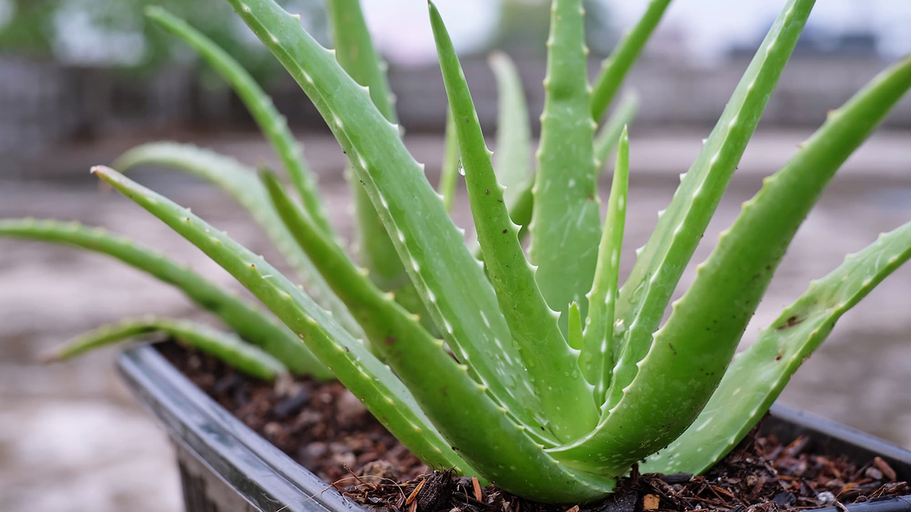 These 9 Signs Could Mean Your Aloe Plant Needs More Water