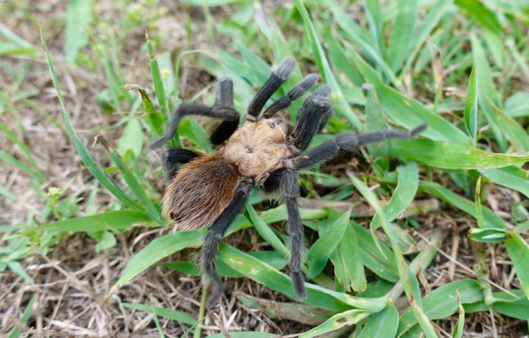 Tarantula season hits North Texas: What you need to know