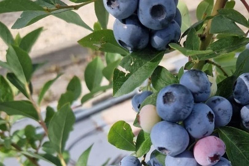 First blueberry designed to flourish in Scotland's climate created by ...