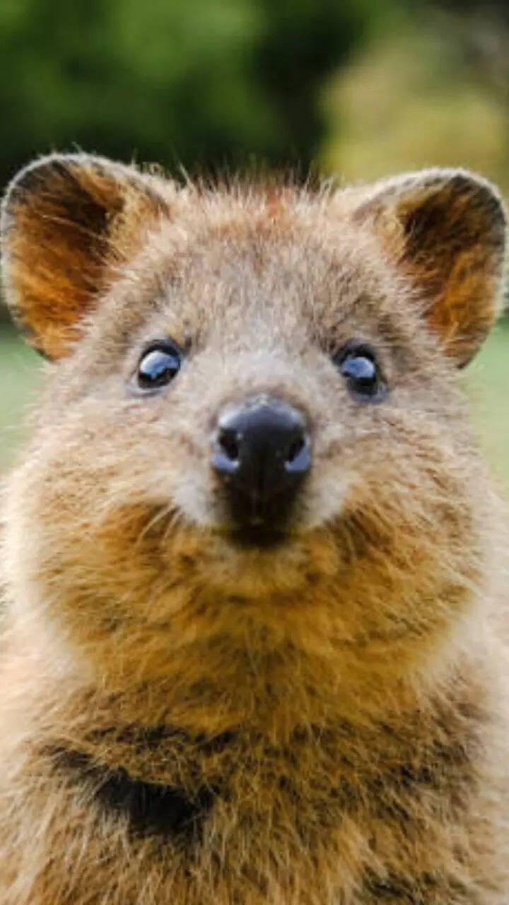 10 unique Australian animals with the strangest features!