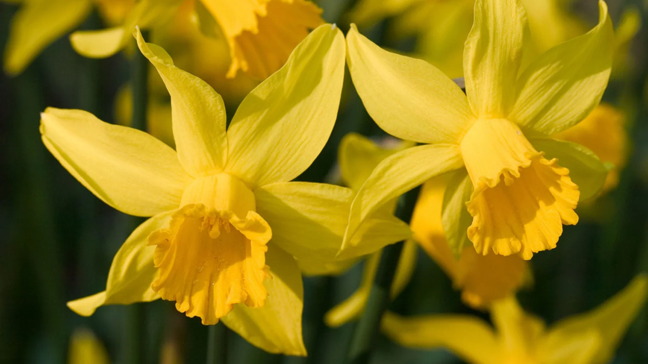 10 Gardening Mistakes To Avoid While Growing Daffodils
