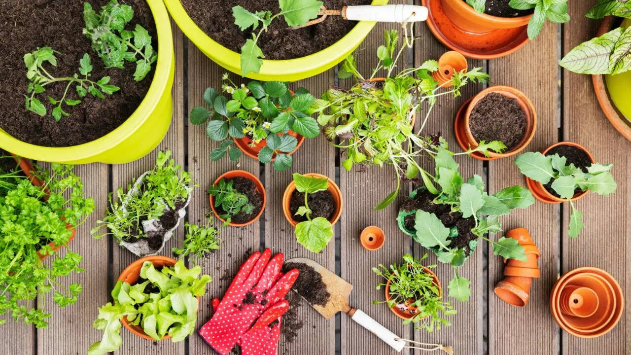 Grow these 5 vegetables in pots – No backyard needed