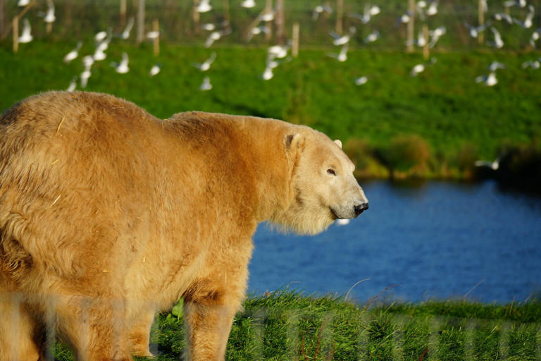 The £12 UK train where you can see polar bears