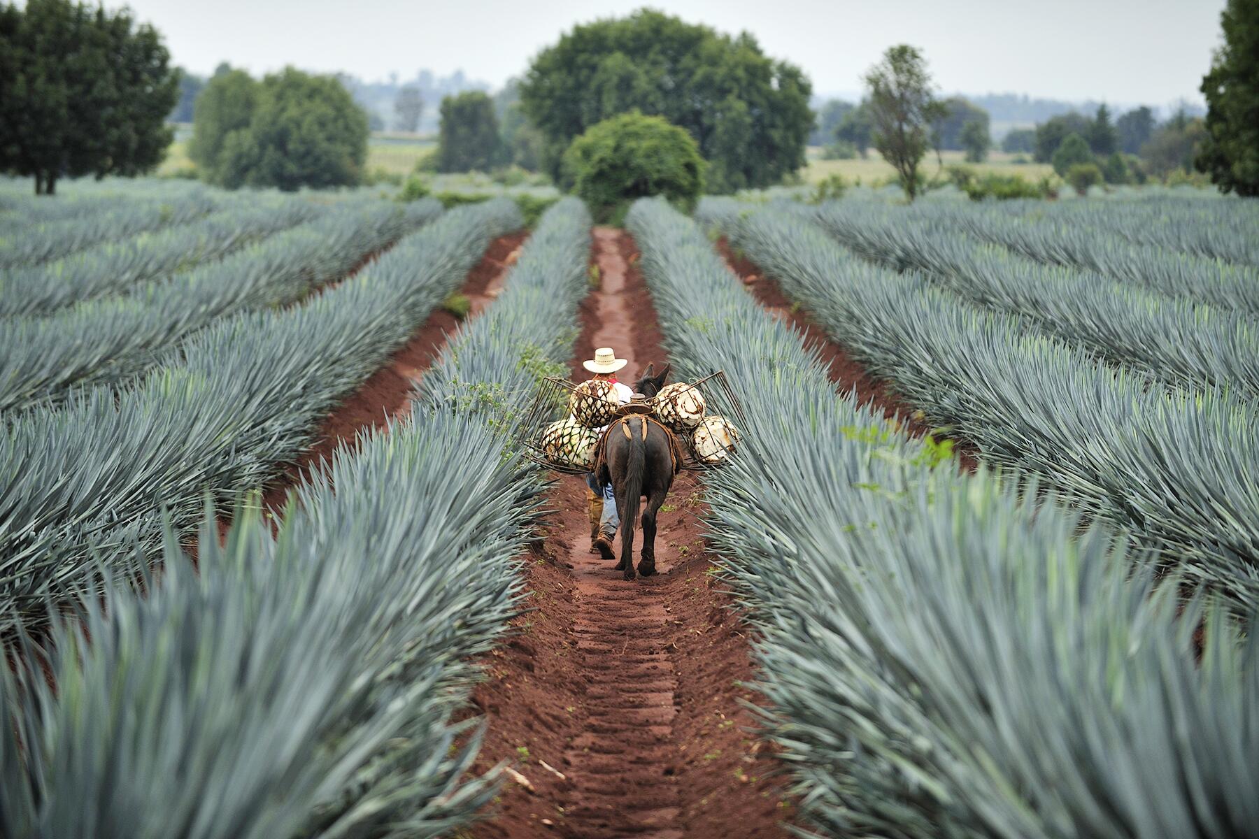 The 15 Best Things to Do in Guadalajara, Mexico (and Top Things to Avoid)