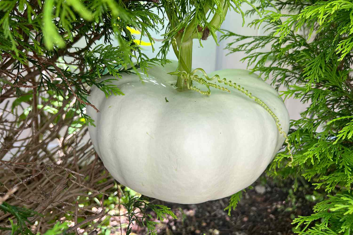 This Clever Gardening Helper Promises to Keep My Pumpkins from Rotting ...