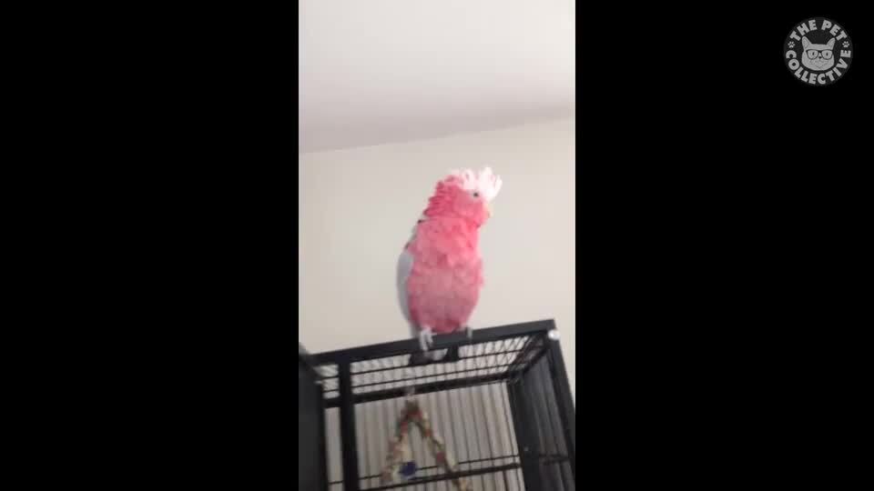 Hilarious Wacky Pets Animal Video Compilation