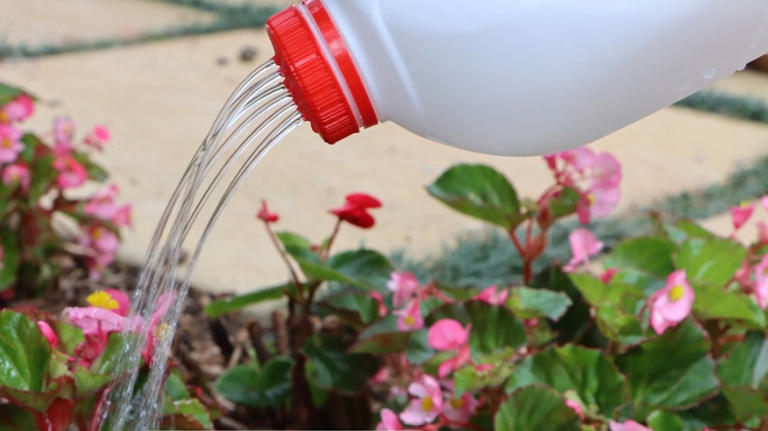 Don't Throw Out Old Milk Jugs: 14 Genius Hacks To Reuse Them In Your Garden