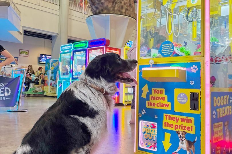Iconic Weston Grand Pier now permanently allows dogs