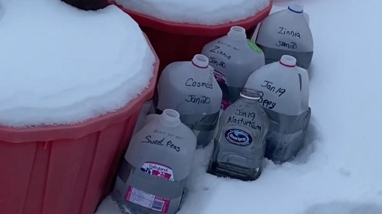 Don't Throw Out Old Milk Jugs: 14 Genius Hacks To Reuse Them In Your Garden