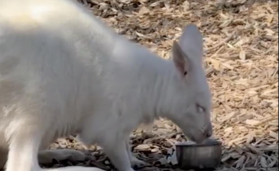 Denver Zoo’s Albino Wallaby Gets Extra Care to Beat the Heat